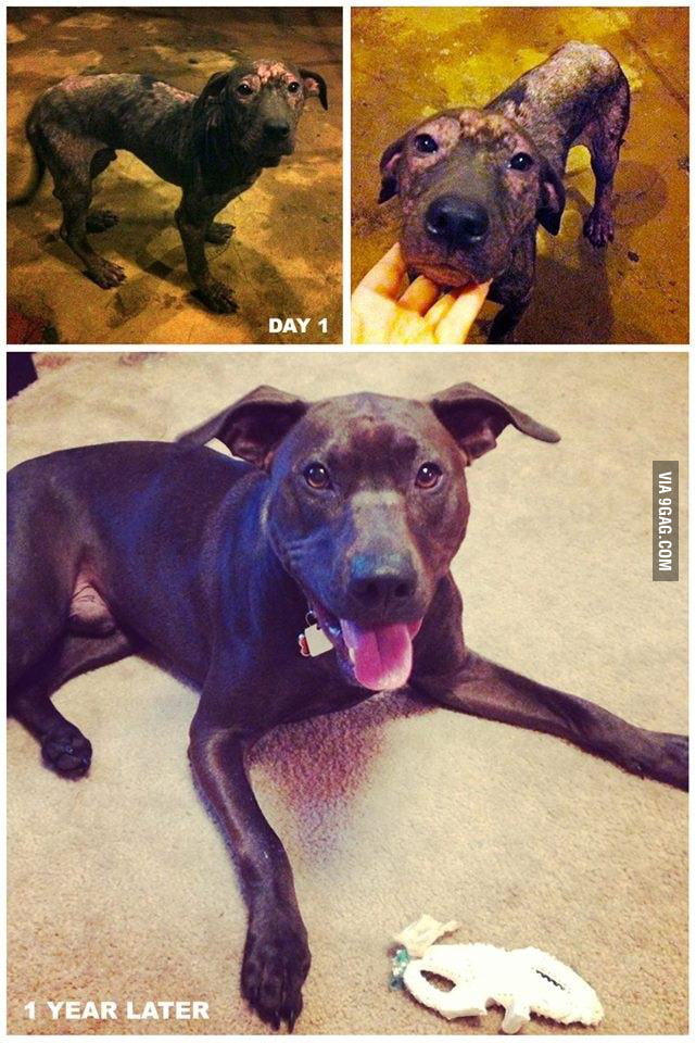 Pig Pen: my rescue pit bull. Before & After, one year later. - 9GAG