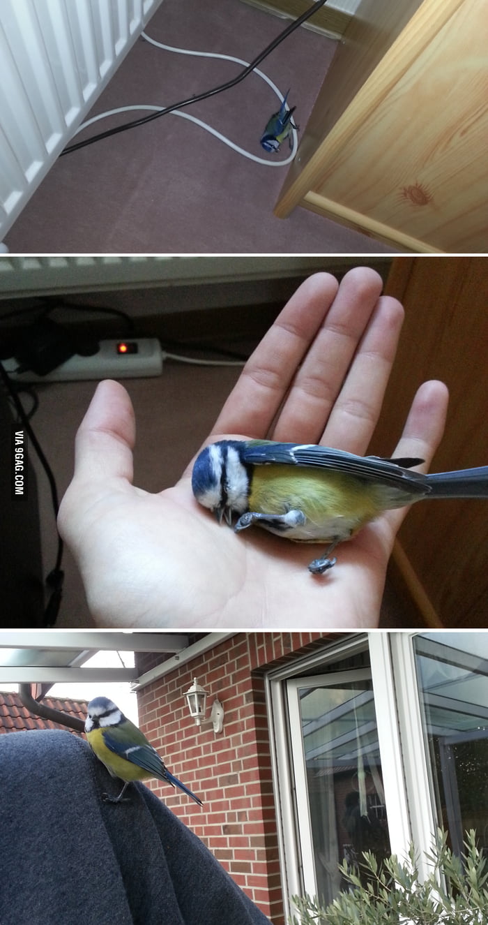 This little guy came in the house somehow, smashed against a window ...