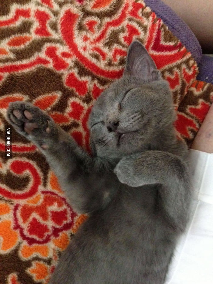 My new kitten is a very dramatic sleeper - 9GAG