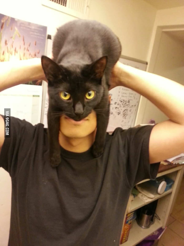 I am vengeance, I am the night, I...am...CATMAN! - 9GAG