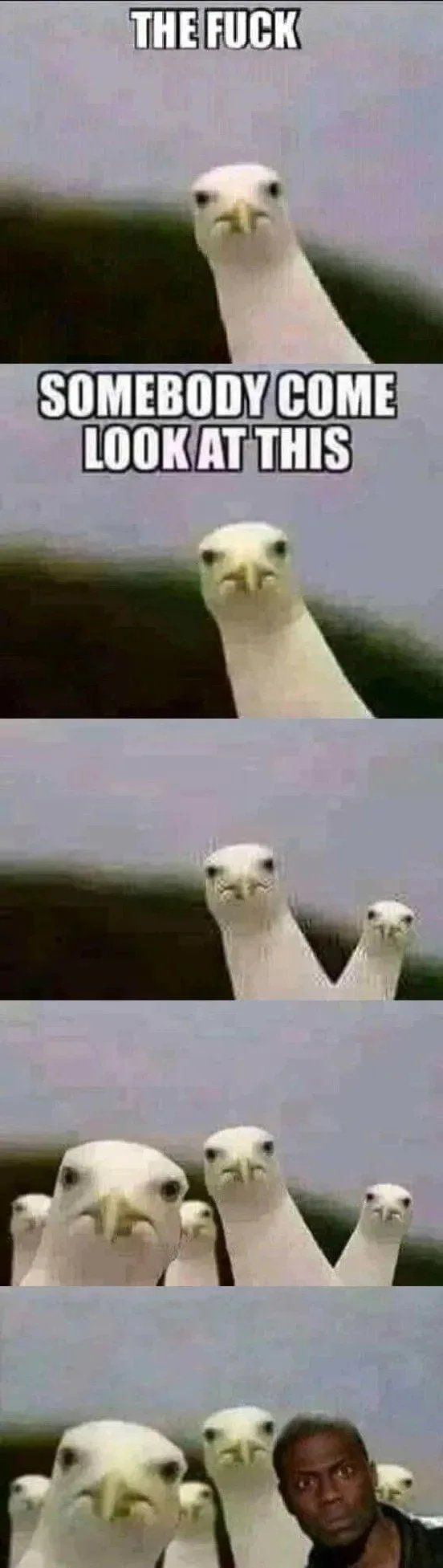 Every time the police show up - 9GAG