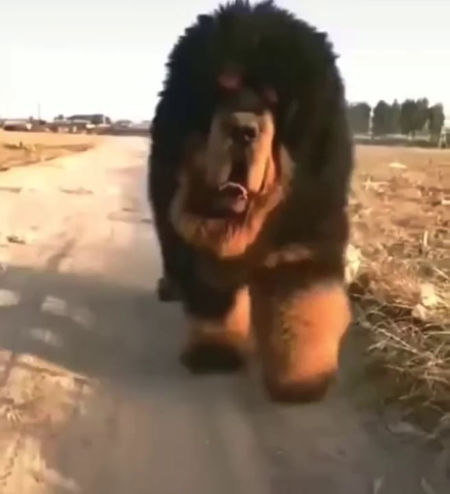 Maximum floof. The floof cannot be measured with conventional, existing ...