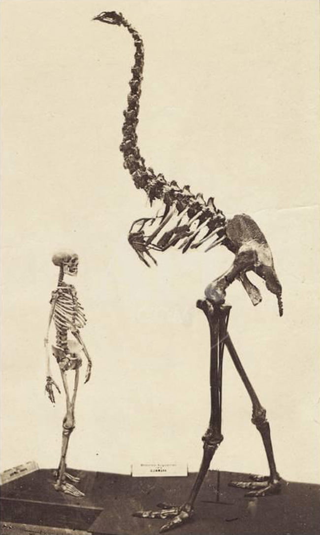 This is the skeleton of the extinct moa from New Zealand compared to a ...