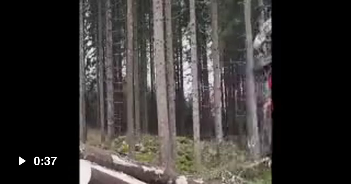 Rare footage of trees being planted - 9GAG