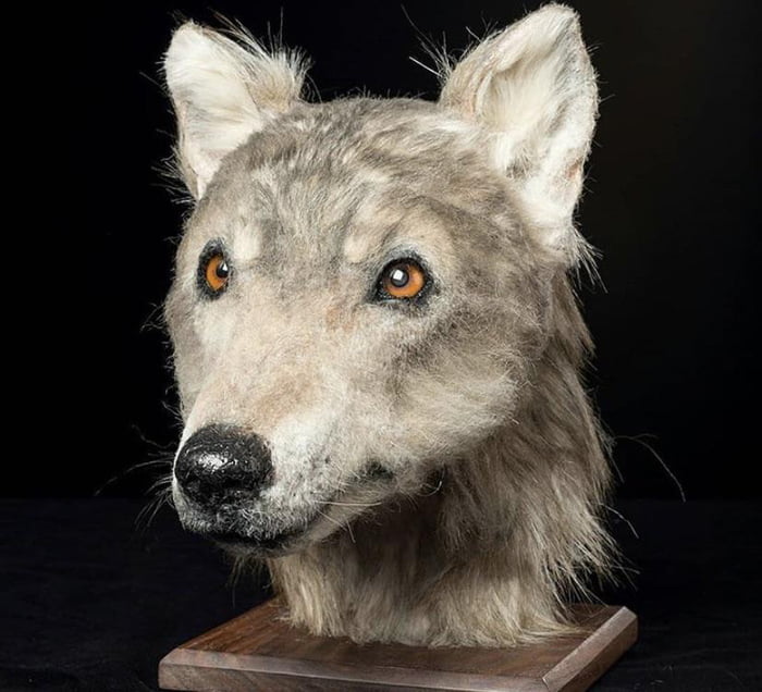 The facial reconstruction of a Neolithic dog that lived around 4,000 ...