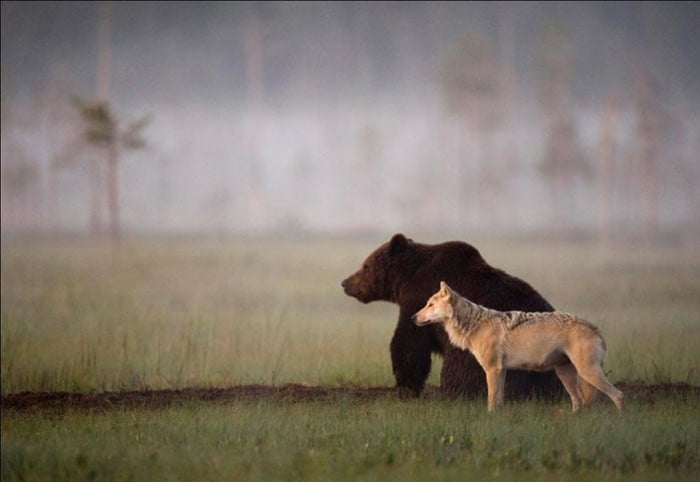 This wolf and bear worked together to hunt down prey and share the food ...