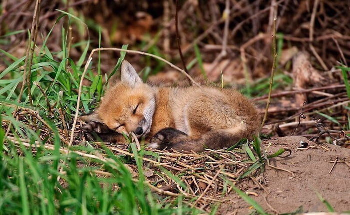 Good night, fox - 9GAG