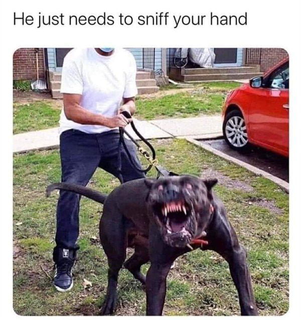 "He doesn't bite" - 9GAG