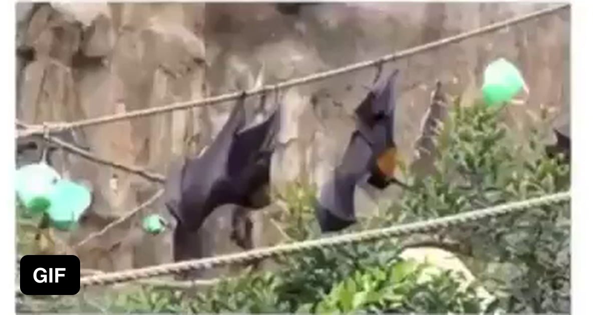 This is how bats pee - 9GAG