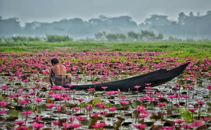 Pink Water Lillies. Picture taken by Bengali photographer Monotosh Roy ...