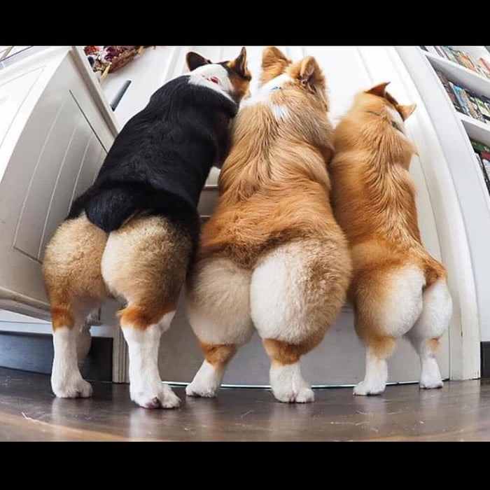 Fluffy corgi butts - 9GAG