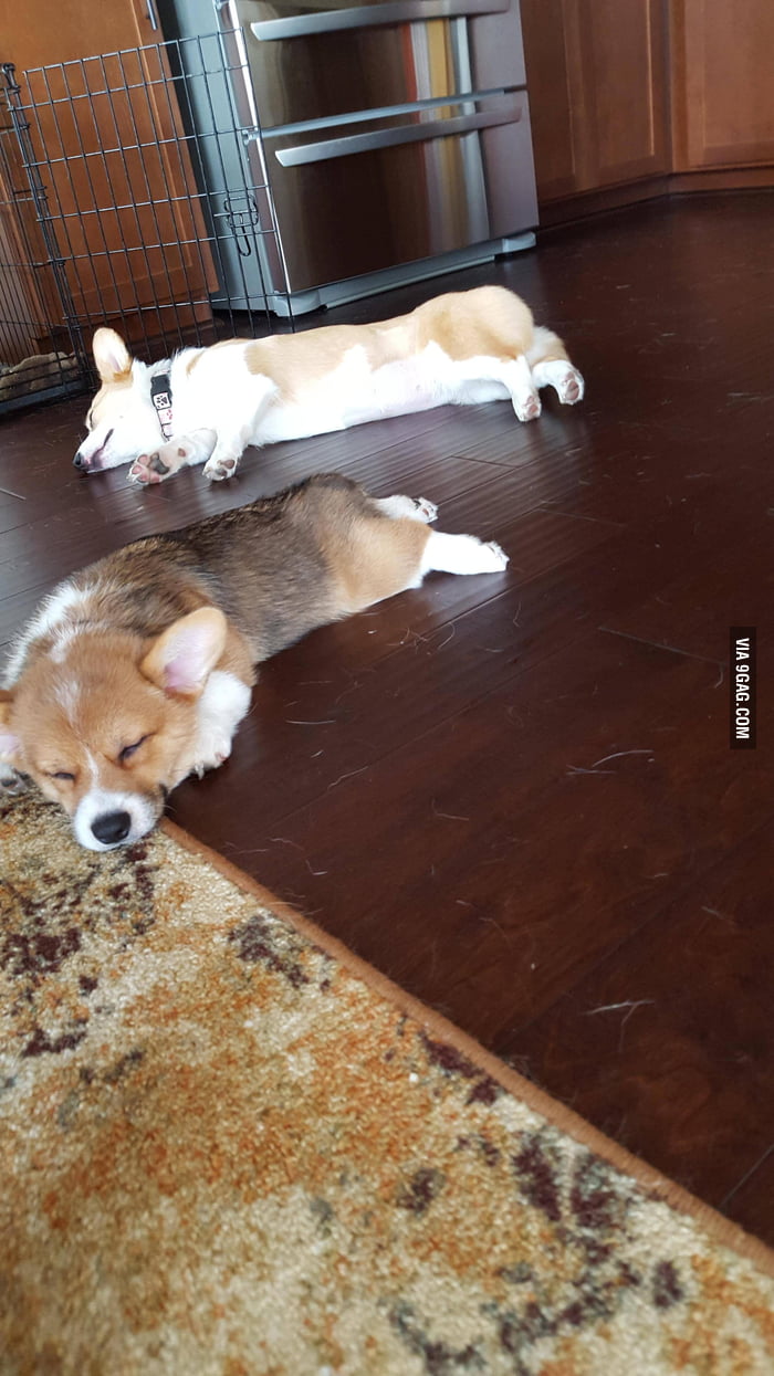 After a couple days of sun, the puppies are completely worn out from ...