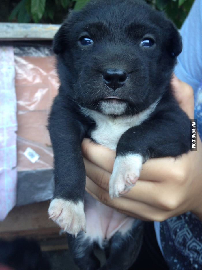 Not sure if dog or deformed otter... - 9GAG