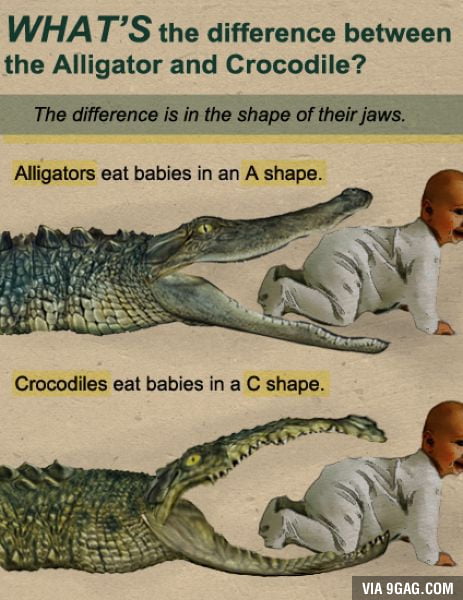 Gator Vs. Croc. - 9GAG