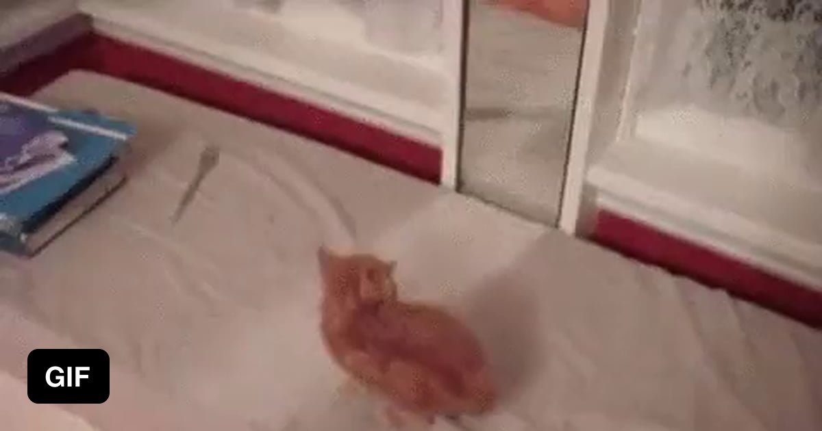 You want some of this?! ...Oh, f**k. - 9GAG