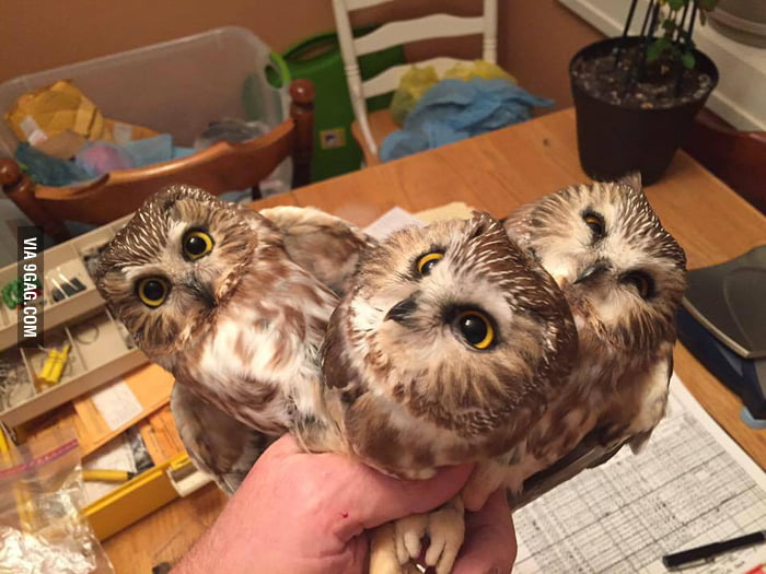 An adorable parliament of owls - 9GAG
