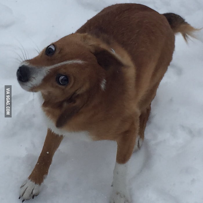 My brothers derp dog - 9GAG