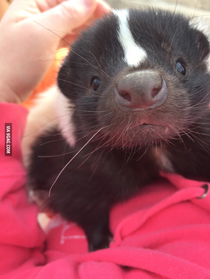 This is flower, the adorable and friendly skunk I met today. - 9GAG