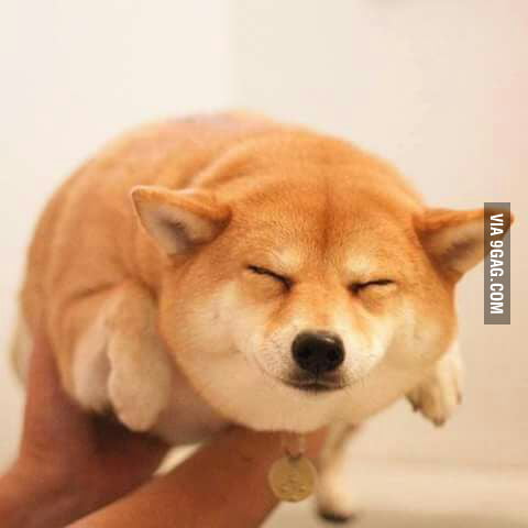 Blep doge is bleping - 9GAG