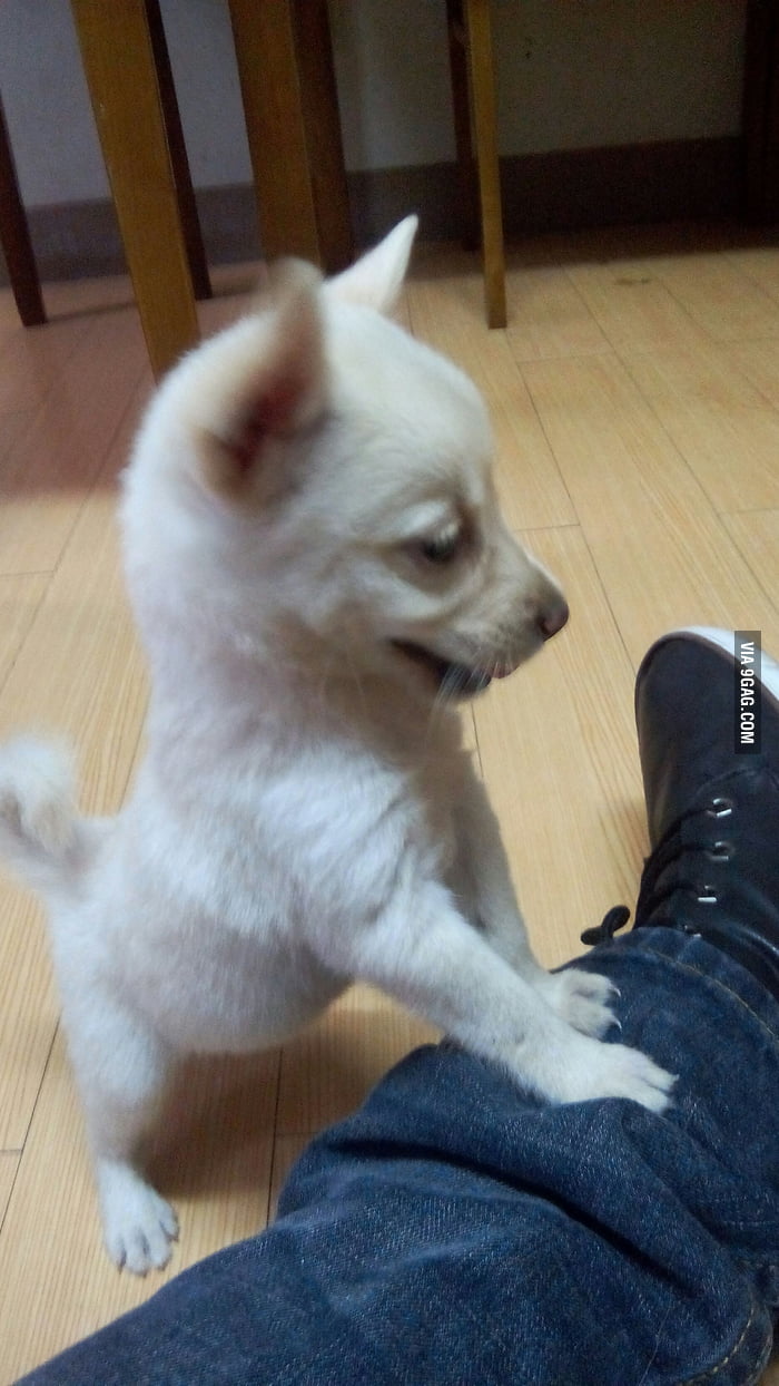 Can you think of a name for my lil furball? - 9GAG