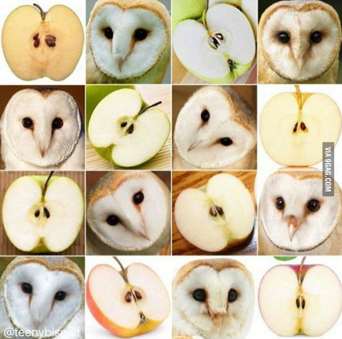 Barn Owl or Apple - 9GAG