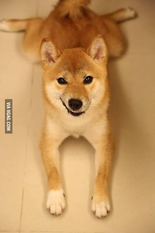 Such Smirk. Much Arrogant. - 9GAG