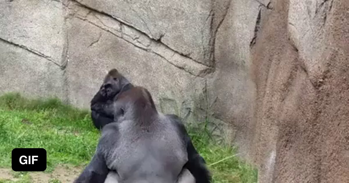 Gorilla throws his poop at visitors… FOR HARAMBE - 9GAG