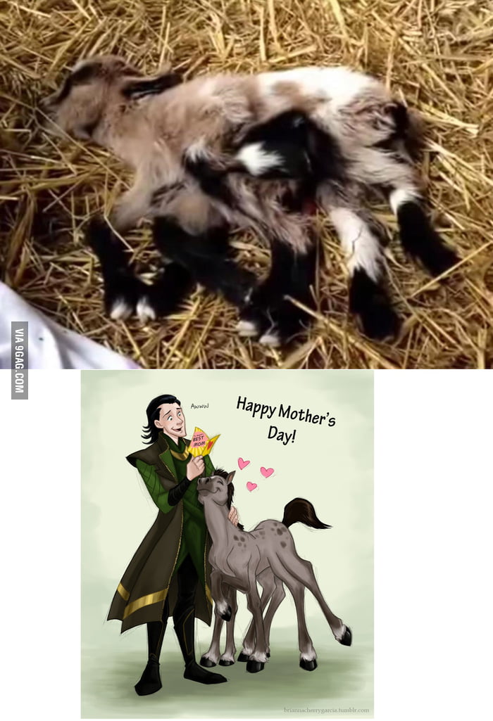 Loki is at it again... with a goat this time. - 9GAG