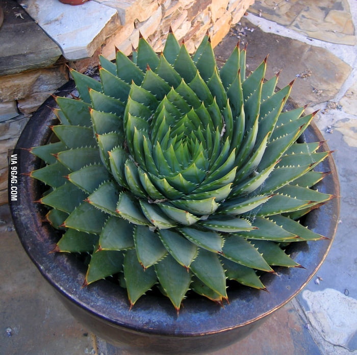 Spiraling Cactus - 9GAG