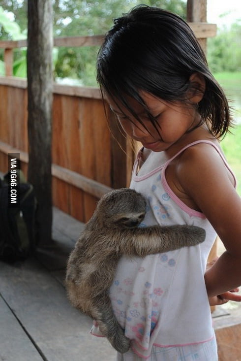 Baby sloth hugs little girl - 9GAG