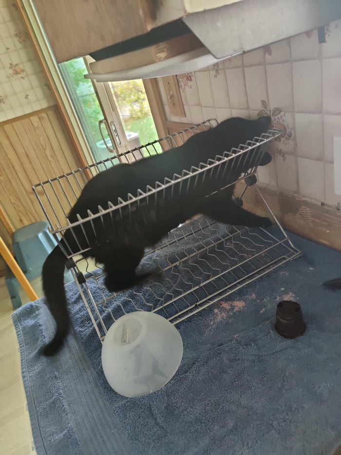 New and Improved Cat-Drying Rack! - 9GAG