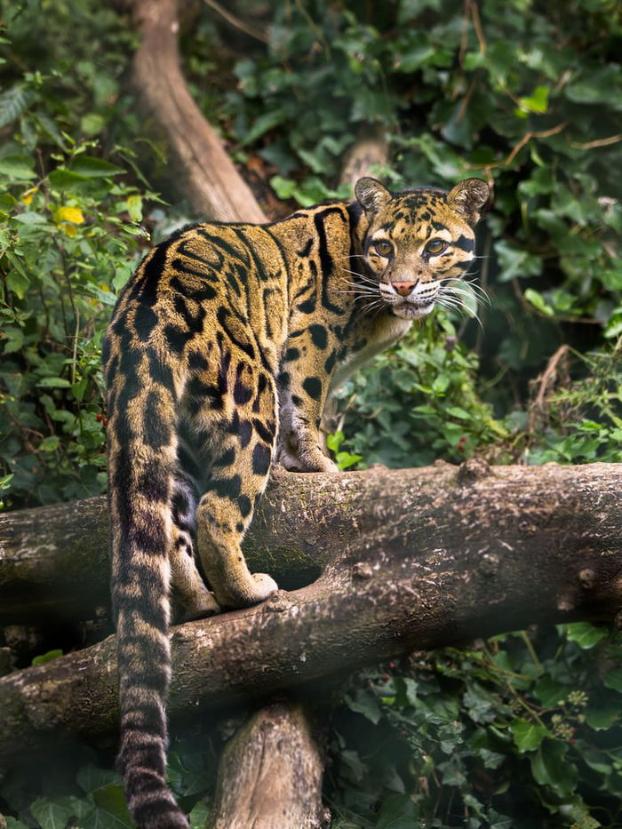 This Clouded Leopard - 9GAG