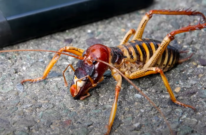 Meet the Zombie Bug. It can survive being frozen. Get your ...