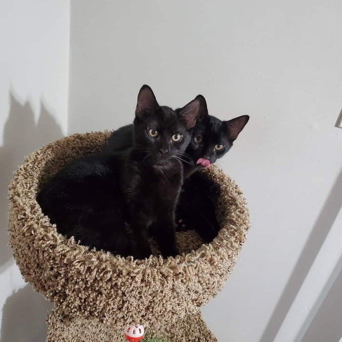 Twin brothers Poe and Lovecraft - 9GAG