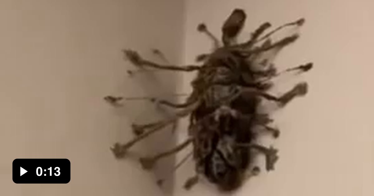 Mutation bug ready to evolve in the house - 9GAG