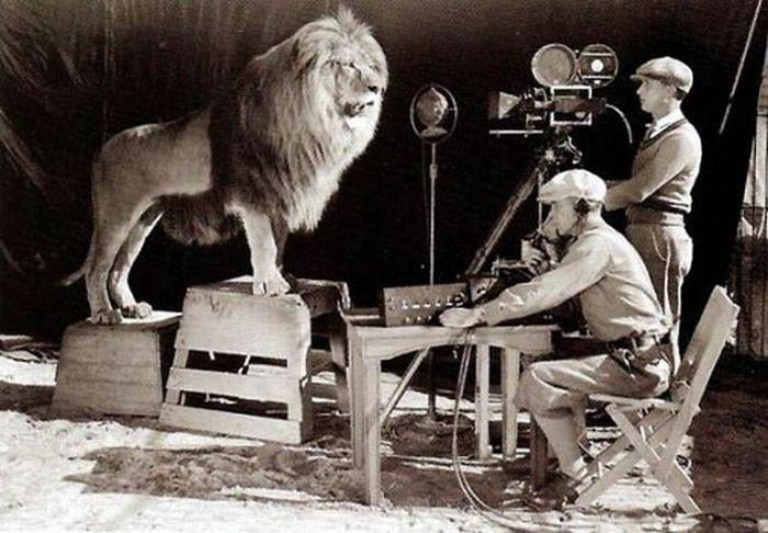 Tanner, the first MGM lion, being filmed in 1934. Tanner's roar is the ...