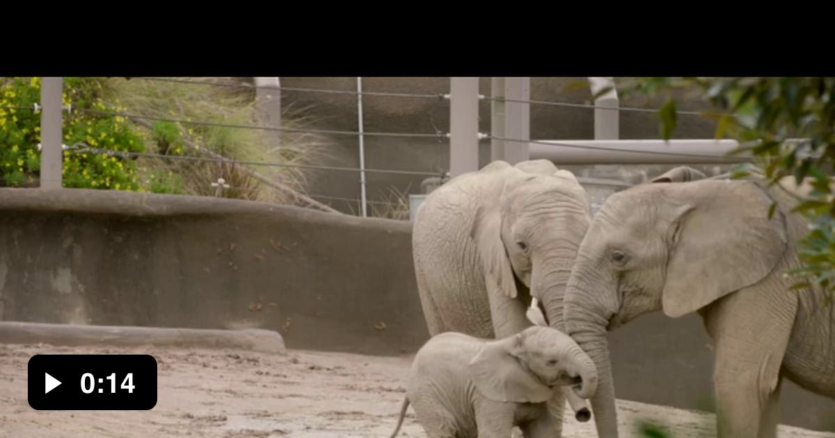 Baby Elephants Fall Over - 9GAG