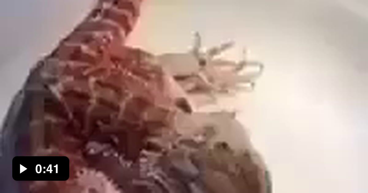 A two-headed lizard with both heads fully functional - 9GAG