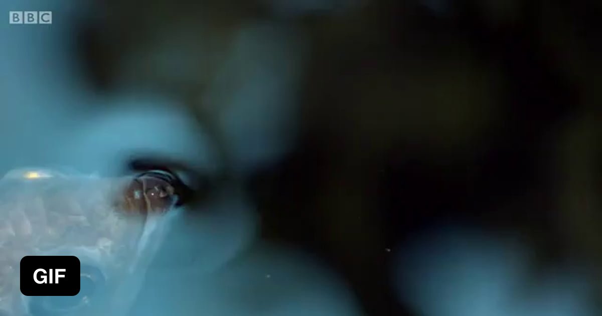 Asian Archer fish shooting at an insect - 9GAG