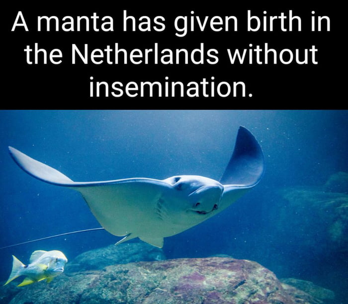 It is finally happening. The coming of Manta Ray Jesus! - 9GAG