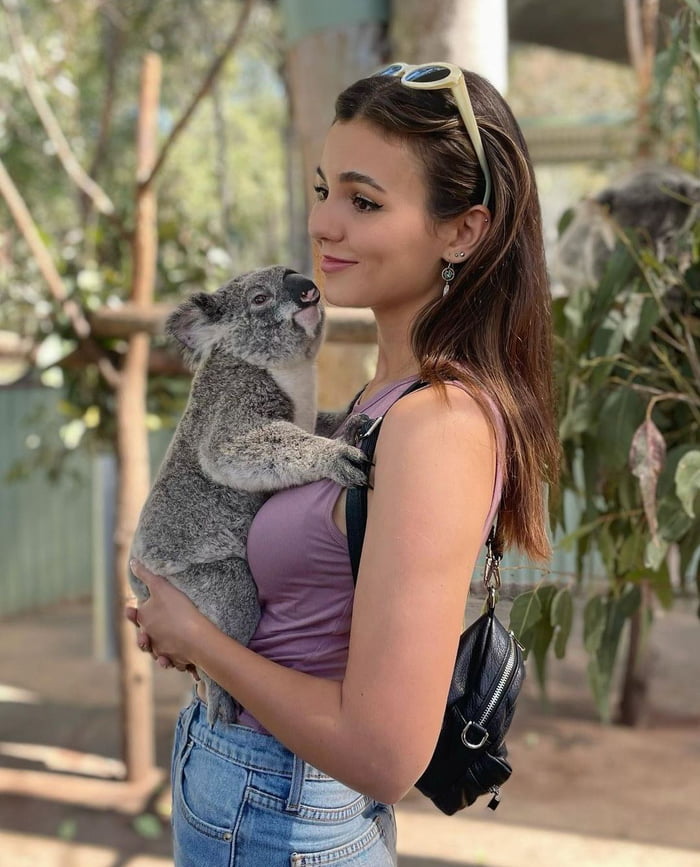 I want to be the koala - 9GAG