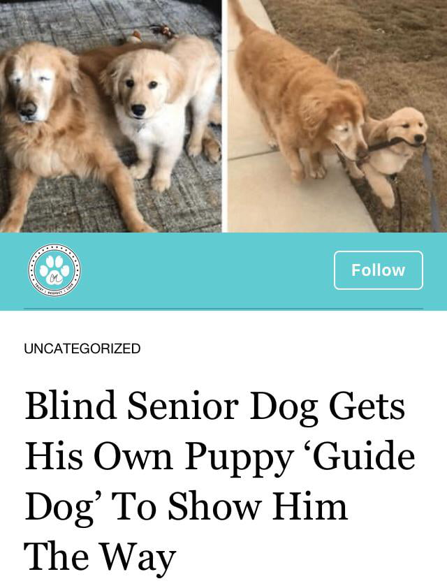 What a good pupper - 9GAG