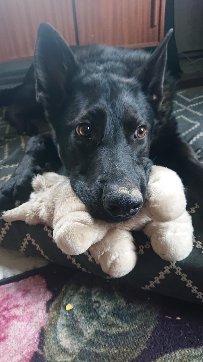 His headless, stinky teddy was lost and he makes sure it'll never ...