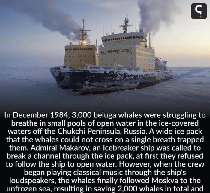 Operation beluga - 9GAG