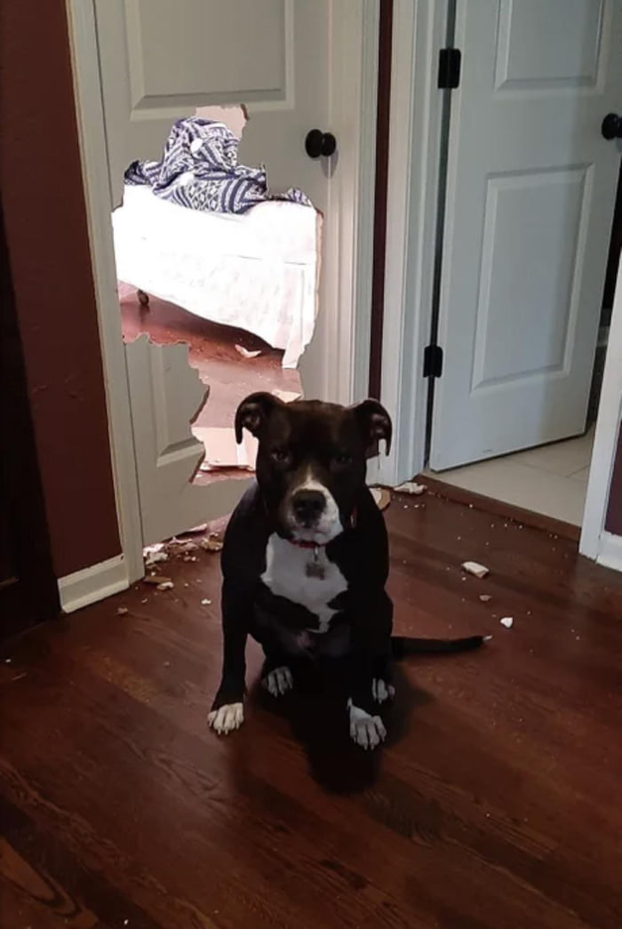 When your dog is the kool aid man - 9GAG