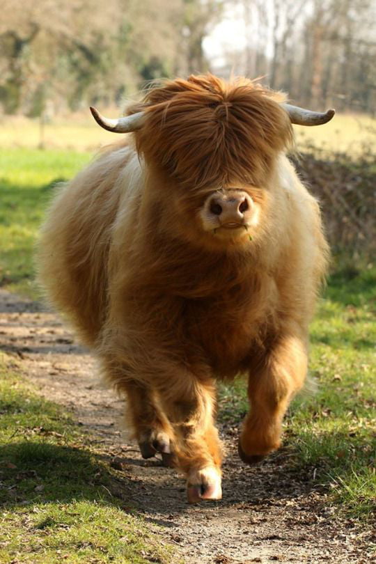 A very chonky Scottish Highland cow - 9GAG