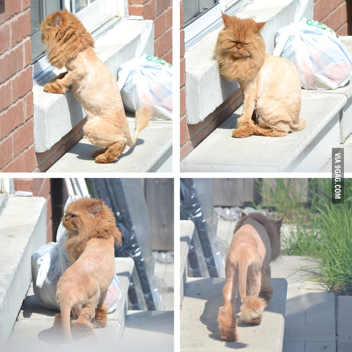 Mini lion - 9GAG