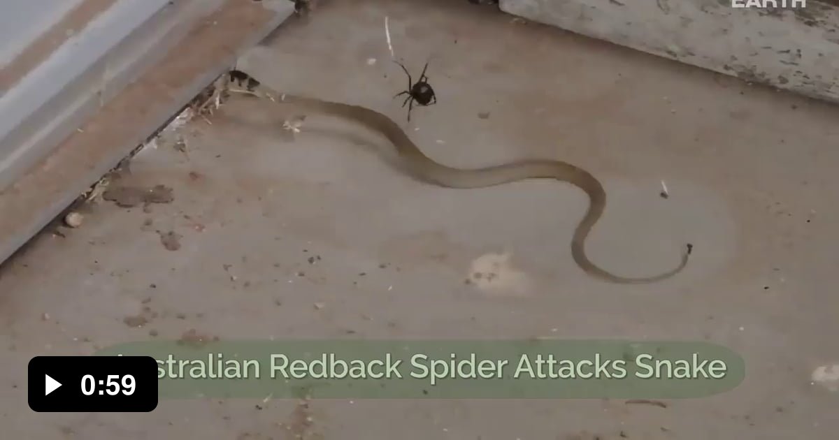 Spider catching a snake, Australia - 9GAG