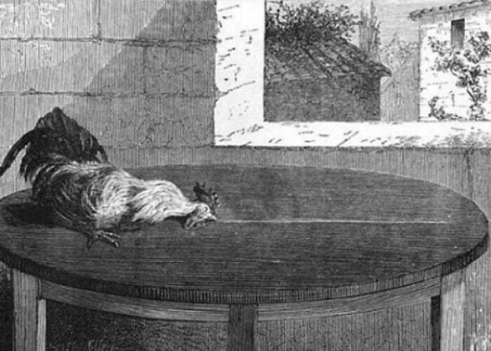 If You Hold The Head Of A Chicken Still And Draw A Straight Line While ...