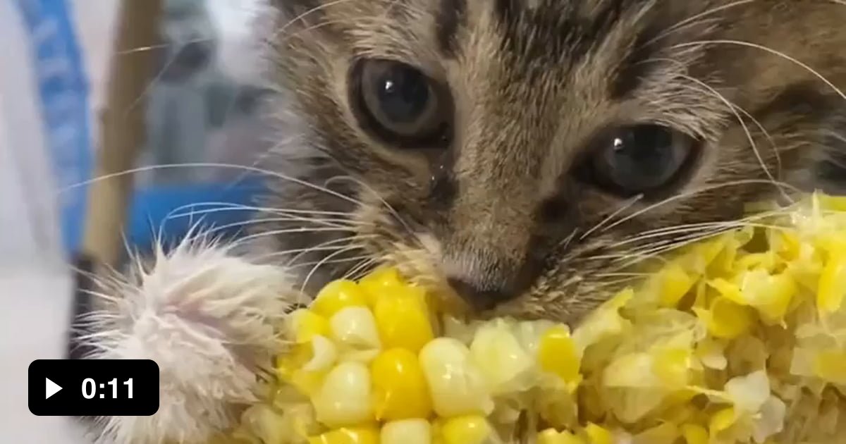 Kitten vs. Corn - 9GAG